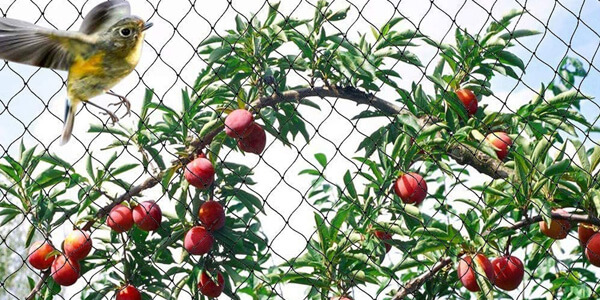 4 Types of Netting for Apple Trees You Need to Know | QiBang